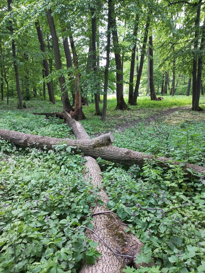 Forest Landscape. X from the Trees. Trunks for Life. Stock Photo ...