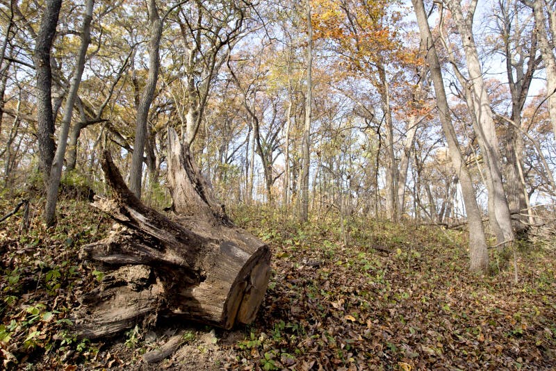 Up Turned Tree Roots in the Forest in Fall Stock Photo - Image of plant ...