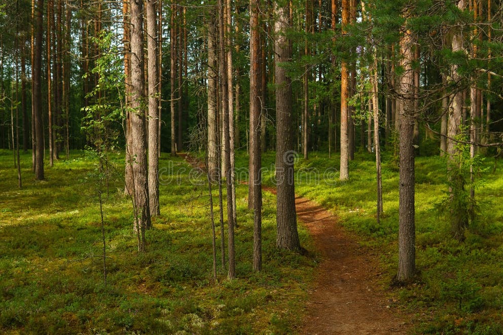 Forest Landscape, View of a Boreal Pine Forest with a Path among the ...