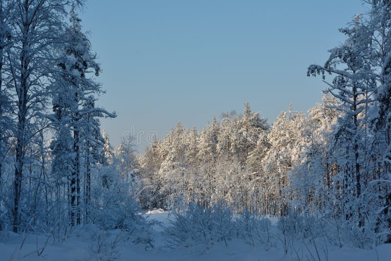 Forest Landscape in the Winter Frosty Sunny Day Stock Photo - Image of ...