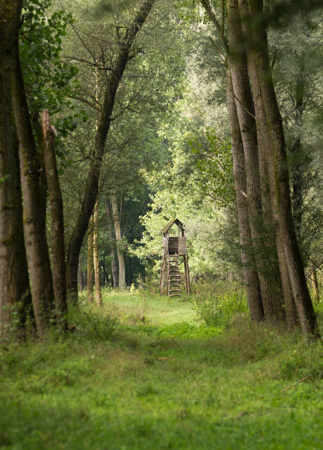 Forest landscape stock photo. Image of hunter, observe - 33752332