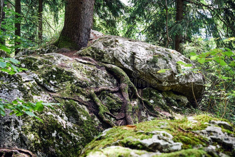Forest stock image. Image of tree, environment, outdoor - 58301623