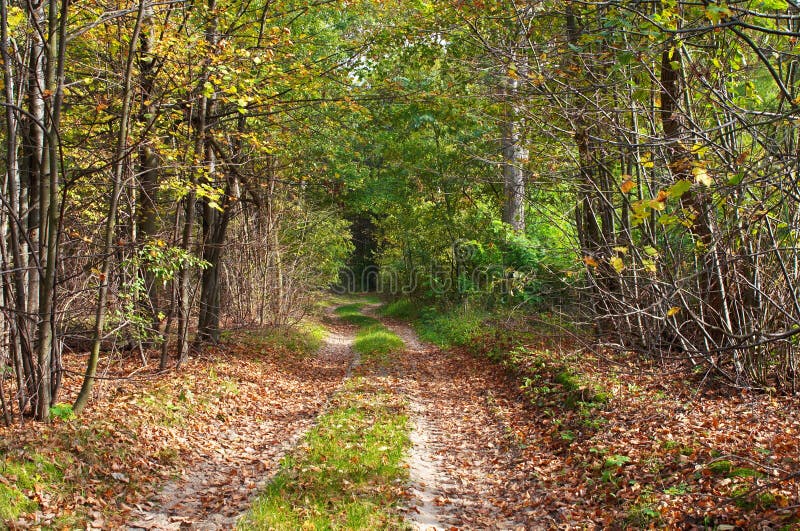 Forest lane stock photo. Image of color, green, path, nature - 3138442