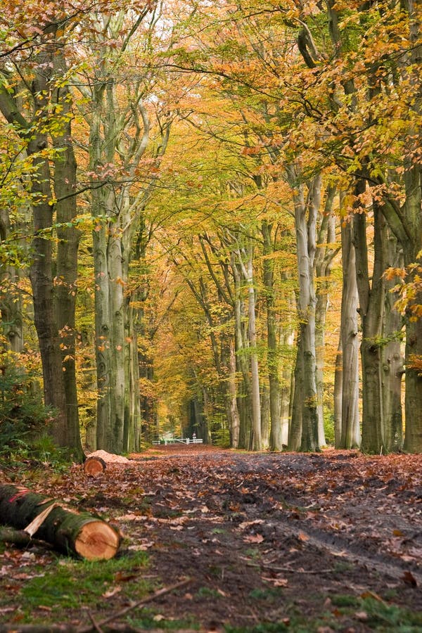 Forest lane stock image. Image of perspective, tranquil - 3605007