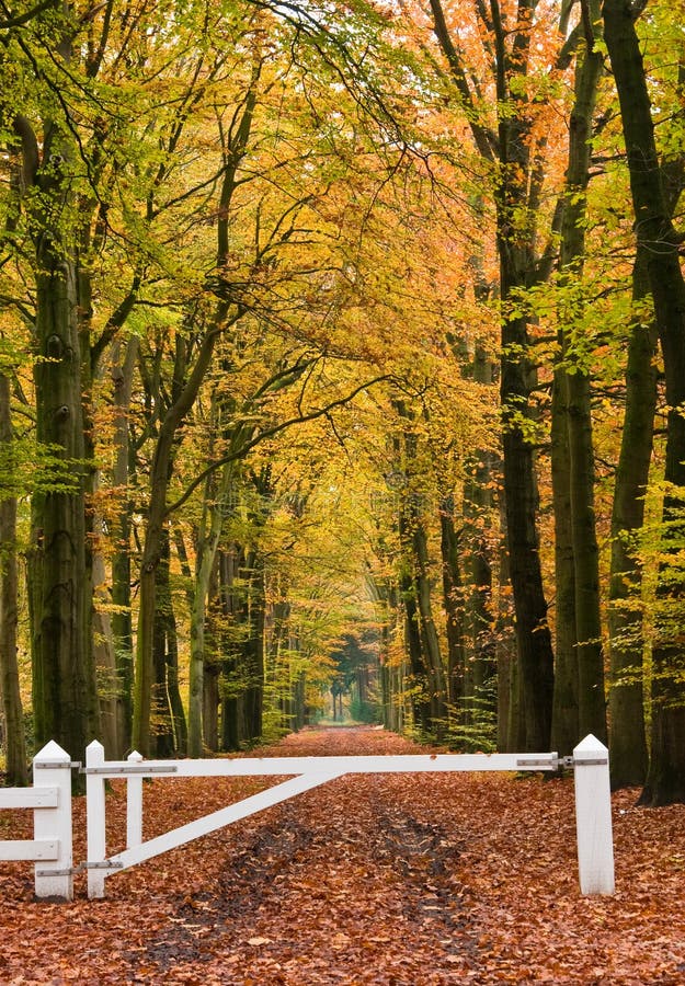 Forest lane stock image. Image of colorful, background - 3605053