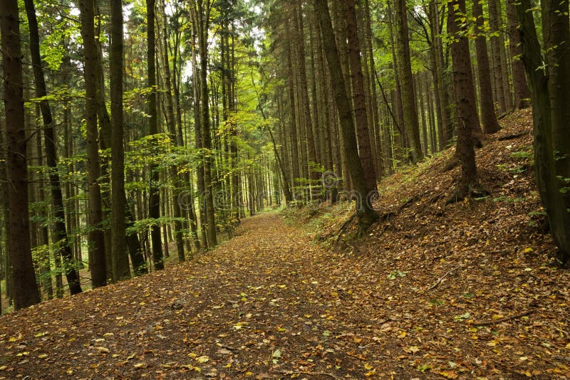 Fall beech tree forest stock photo. Image of sunshine - 79820746