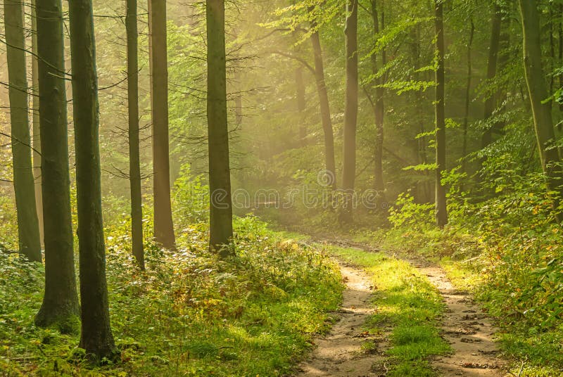 Forest lane stock photo. Image of tree, light, green - 50178484