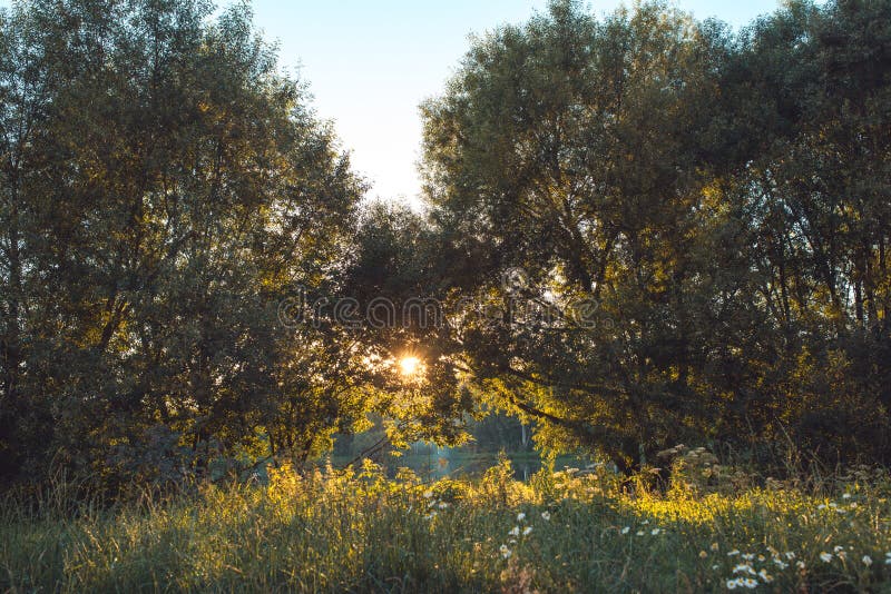 Forest Lane in Late Spring in Sunlight Stock Illustration ...