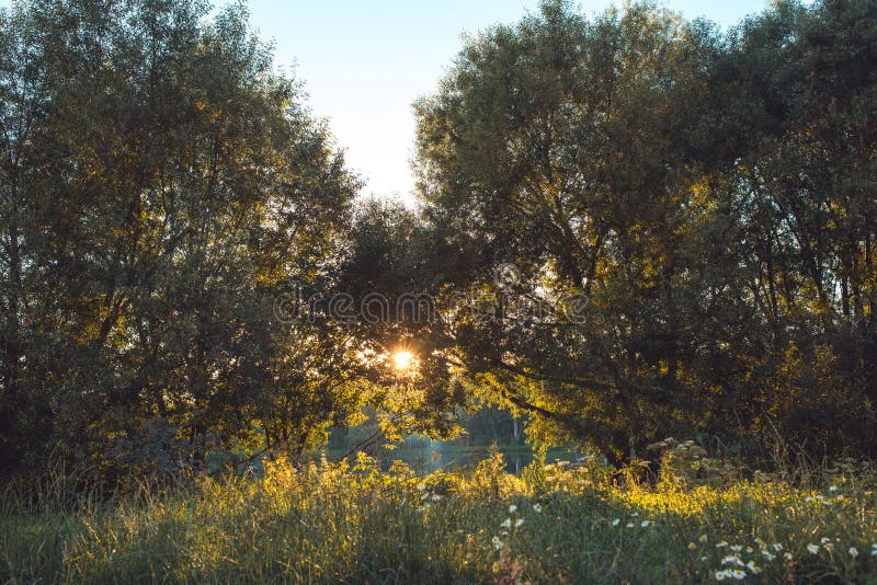 Forest Lane in Late Spring in Sunlight Stock Photo - Image of branch ...