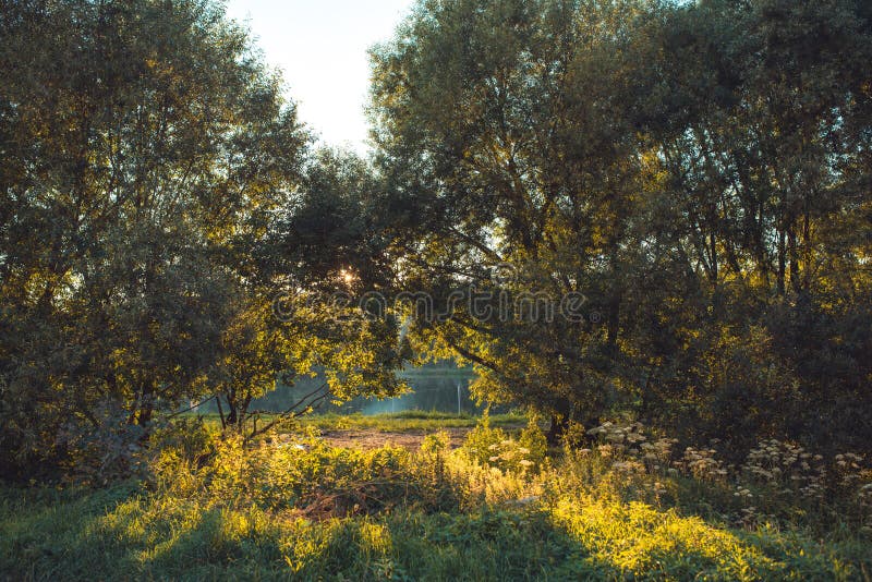 Forest Lane in Late Spring in Sunlight Stock Illustration ...