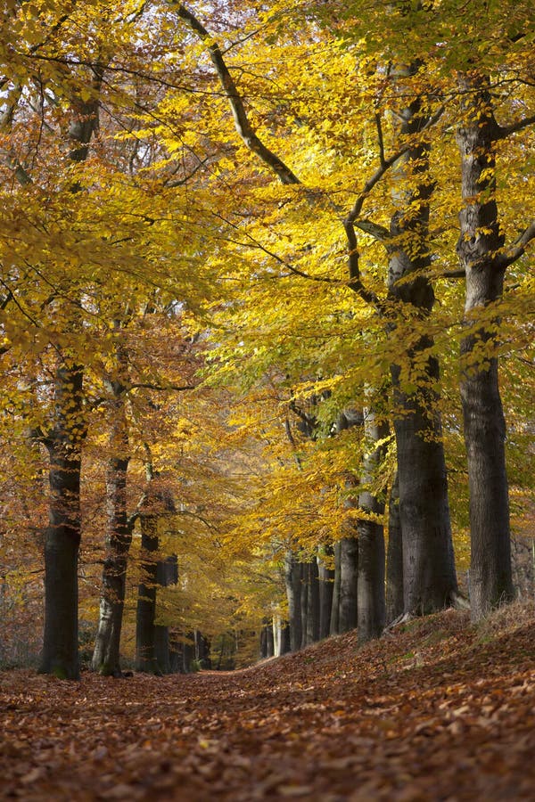 Forest Lane between Yellow Leaves of Beech Trees in the Fall Stock ...