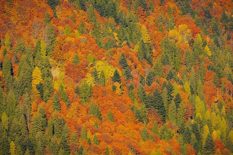 Forest of Larch, Beech and Fir Trees in Autumn Stock Photo - Image of ...