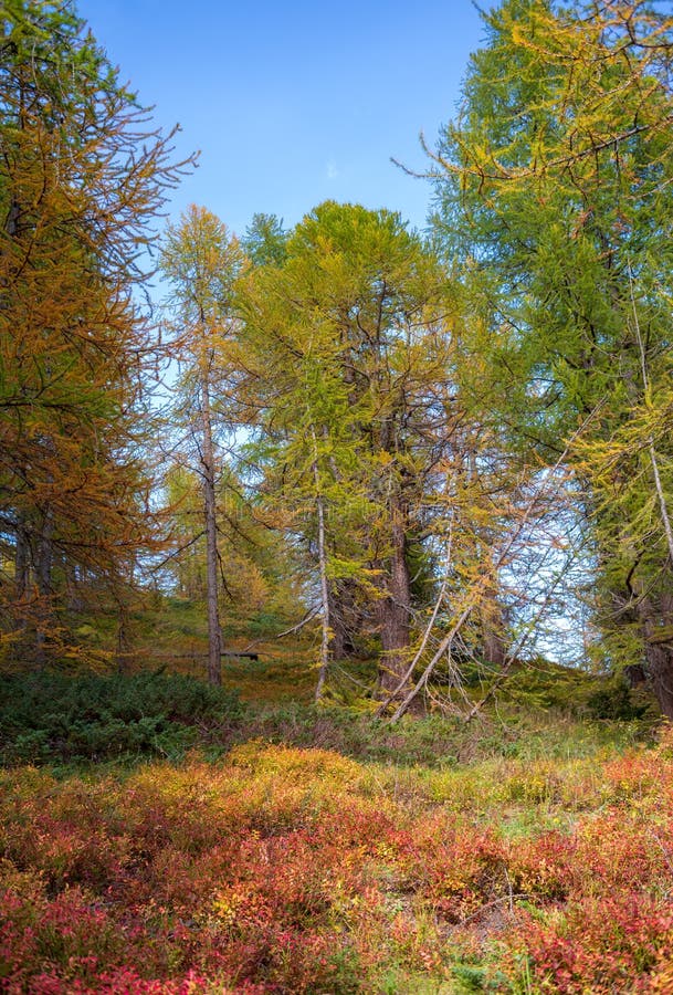 Forest of Larch and Pine in Autumn Stock Photo - Image of landscape ...