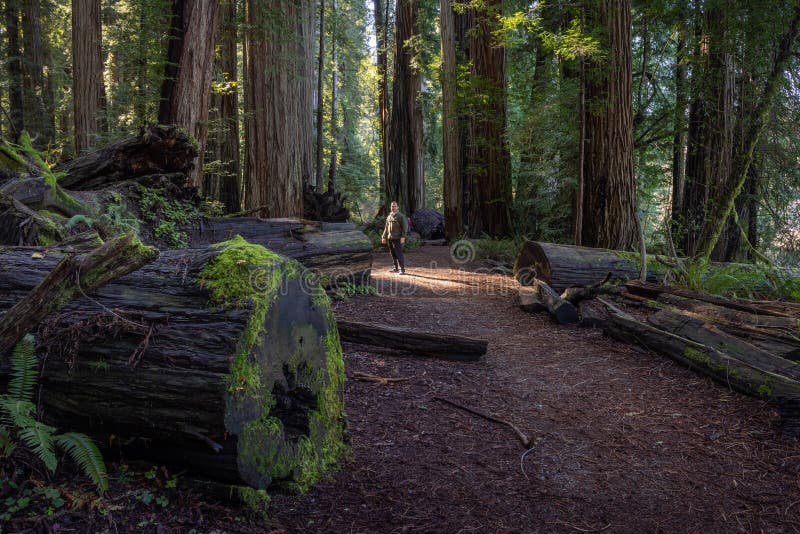 A Forest with a Large Log in the Middle of the Path Stock Image - Image ...