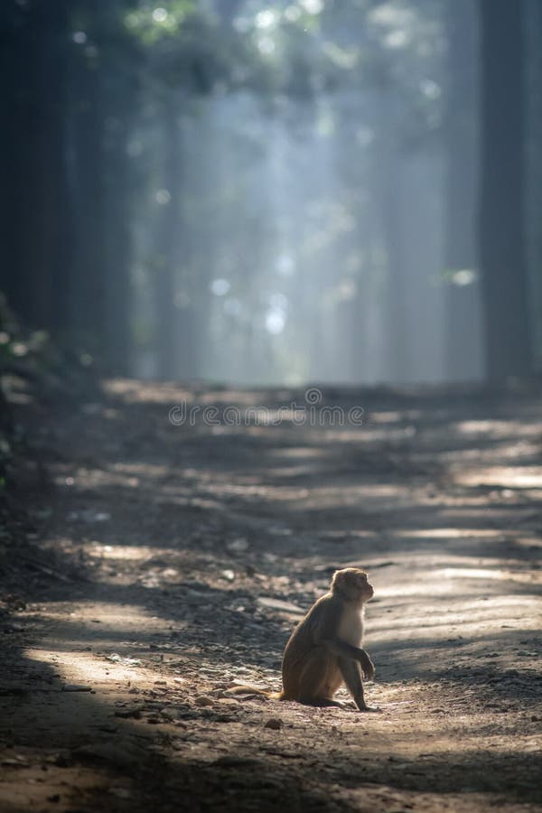 Indian Macaque Monkey Posing with Backlit and Great Facial Detail Stock ...