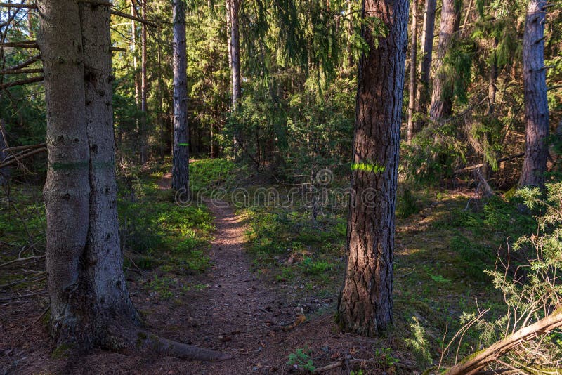 Forest with Large Trees and a Walking Trail on a Sunny Spring Day ...