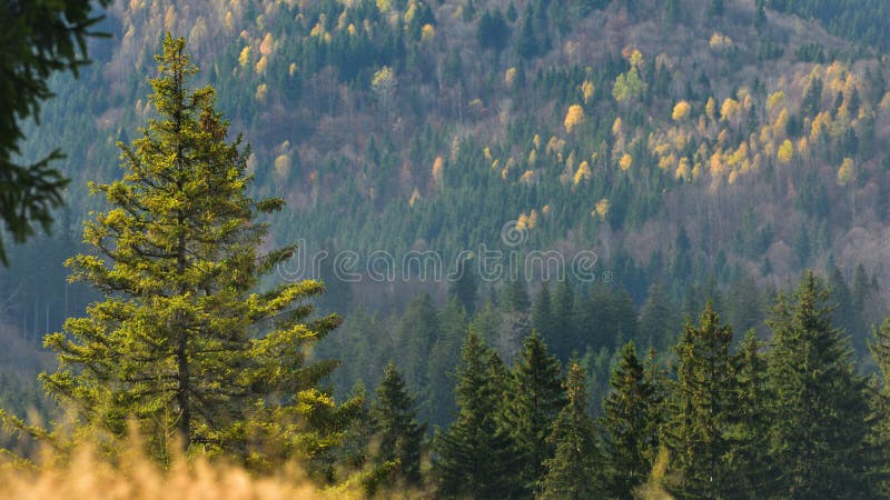 Forest in Late Autumn with Out of Focus Elements Stock Image - Image of ...