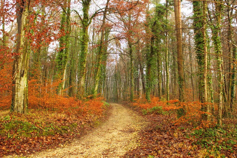 In the Forest in the Fall in the Fog Stock Image - Image of inside ...