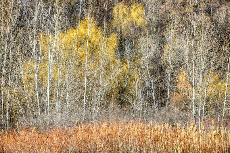 Forest in Late Fall at Scarborough Bluffs Stock Image - Image of fall ...