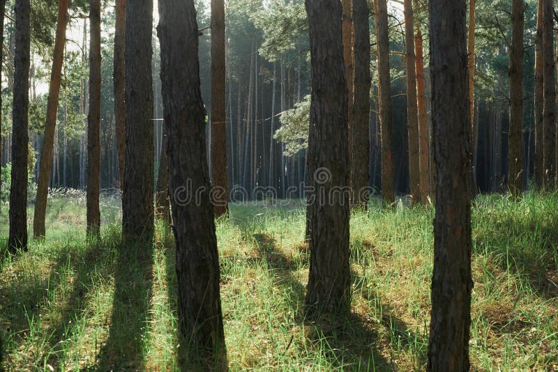 Forest lawn stock photo. Image of pine, light, outdoor - 92768846