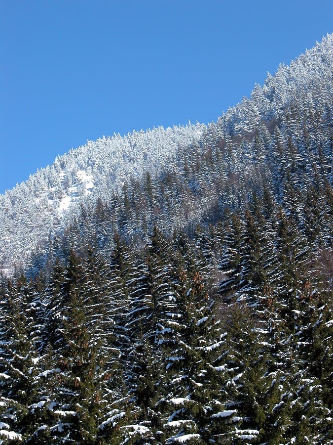 Forest Layers Picture. Image: 2177