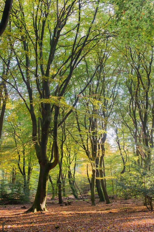 Forest with leaf trees stock photo. Image of leaves, speulderbos - 62367848