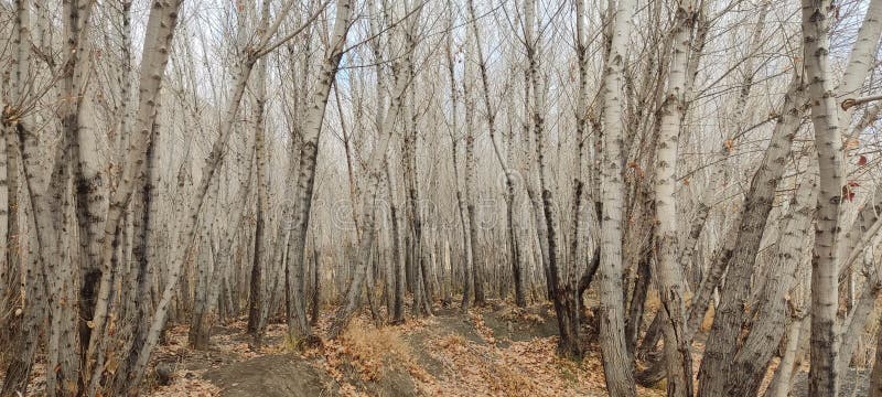 Forest with Leafless Trees with Slim Trunks on Brown Grass Ground Stock ...