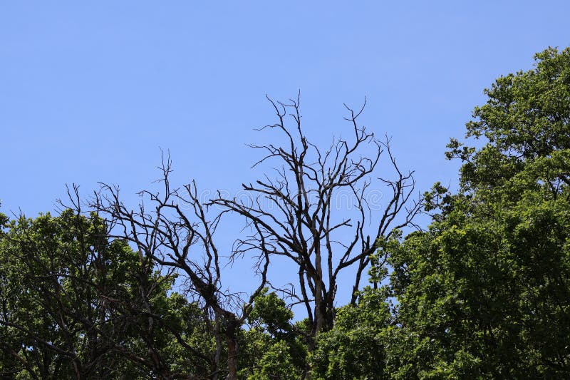 Forest stock photo. Image of tree, wind, flower, sunlight - 380139968