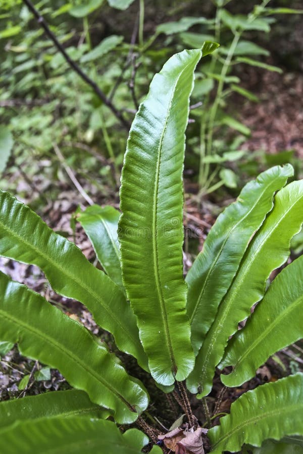 Forest leaves detail stock image. Image of fresh, garden - 53585855