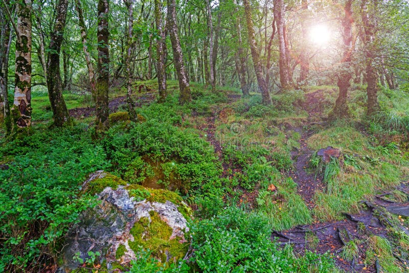 Forest with lens flare stock photo. Image of tree, holiday - 102354044