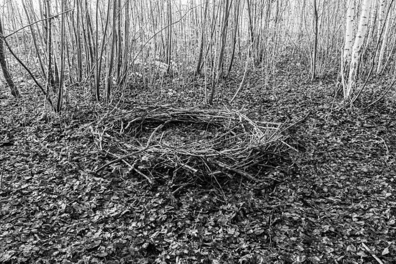 A Forest Lies a Mysterious Circle of Branches, Which Looks Like a Cult ...