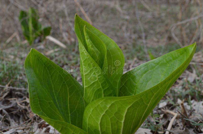 Forest of life stock image. Image of life, nature, green - 42547077