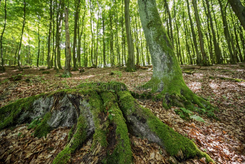 Forest stock photo. Image of life, land, growth, leaf - 57043702