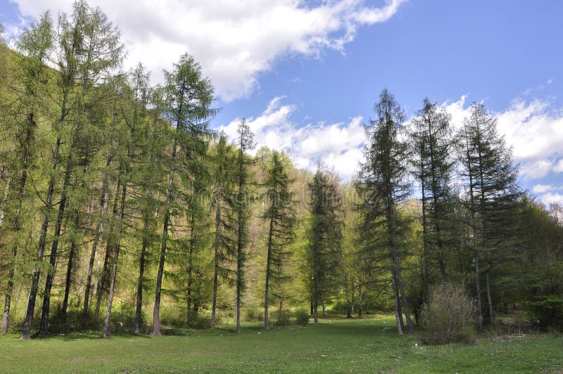 Forest life stock image. Image of larix, nature, woodland - 70465155