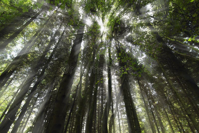 Forest Shafts of Sunlight stock image. Image of light, dark - 727811