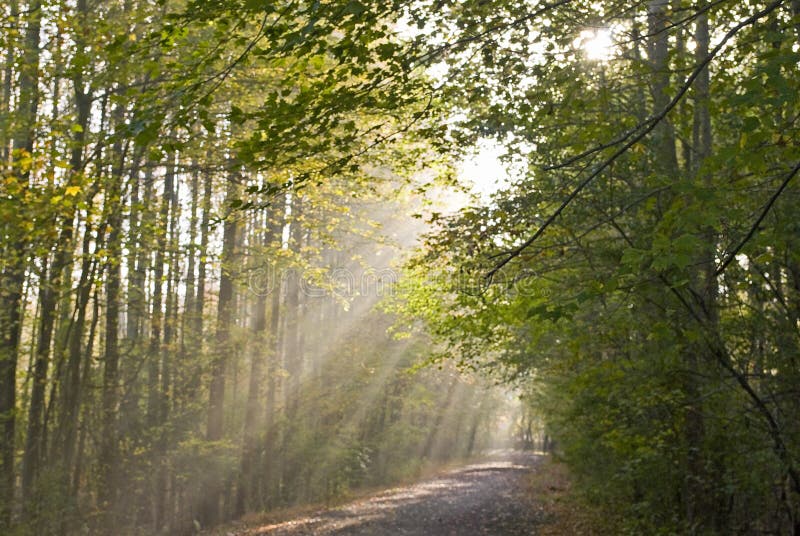 Light Streaming Into Fall Forest Stock Image - Image of trails, hiking ...