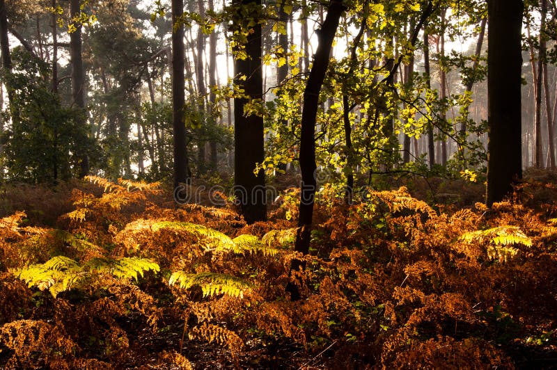 Forest light stock image. Image of sunshine, colors, brown - 21822797