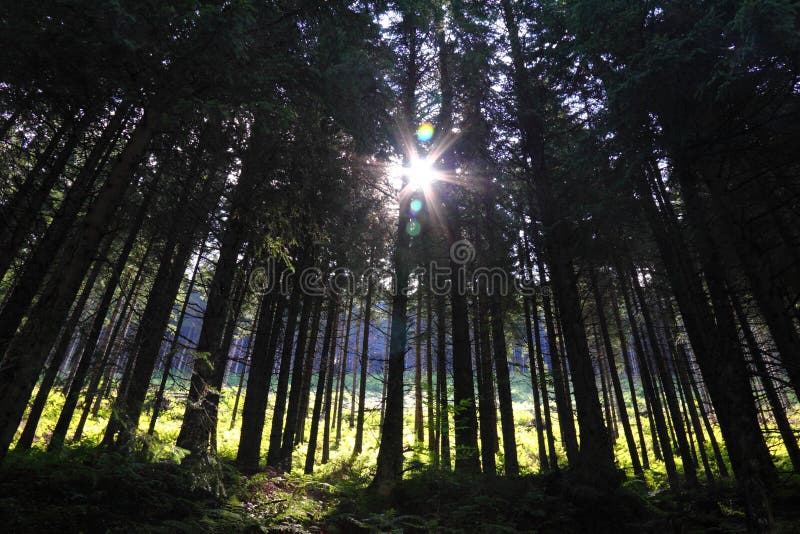 Forest light stock photo. Image of plants, tall, green - 22106898