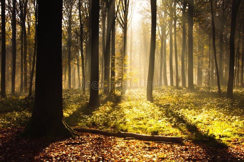 Forest light stock photo. Image of scene, brakel, autumn - 22593474