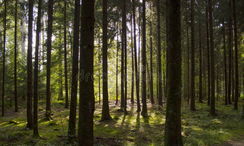 Forest Light stock image. Image of landscape, tree, light - 27034521
