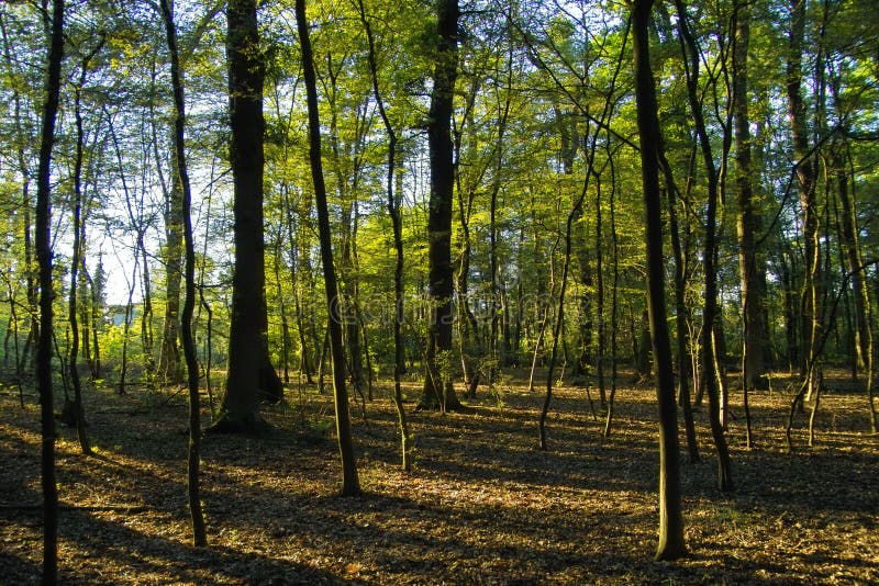 Forest and light stock image. Image of fall, dawn, high - 273357