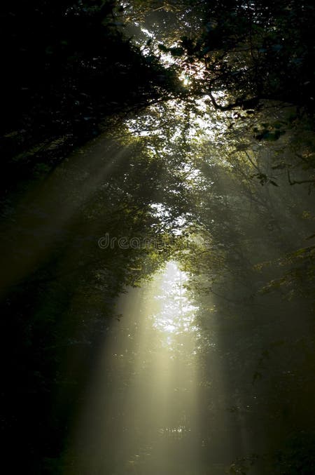 Forest light stock photo. Image of tree, tranquility, leaves - 276882