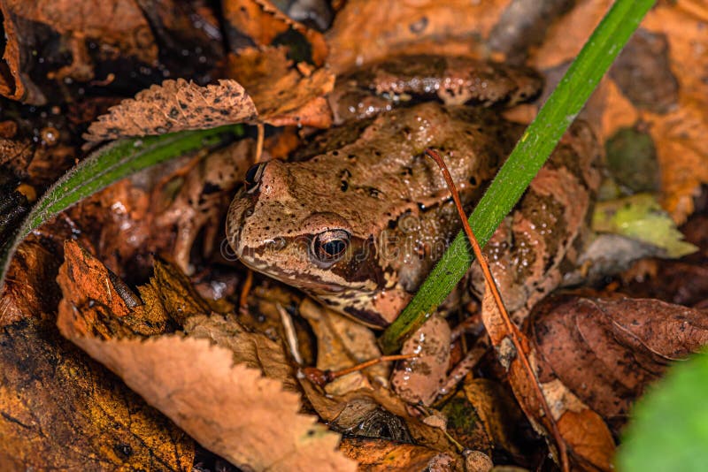 A Forest, Light Brown Frog Sits in the Grass among Withered Yellow ...