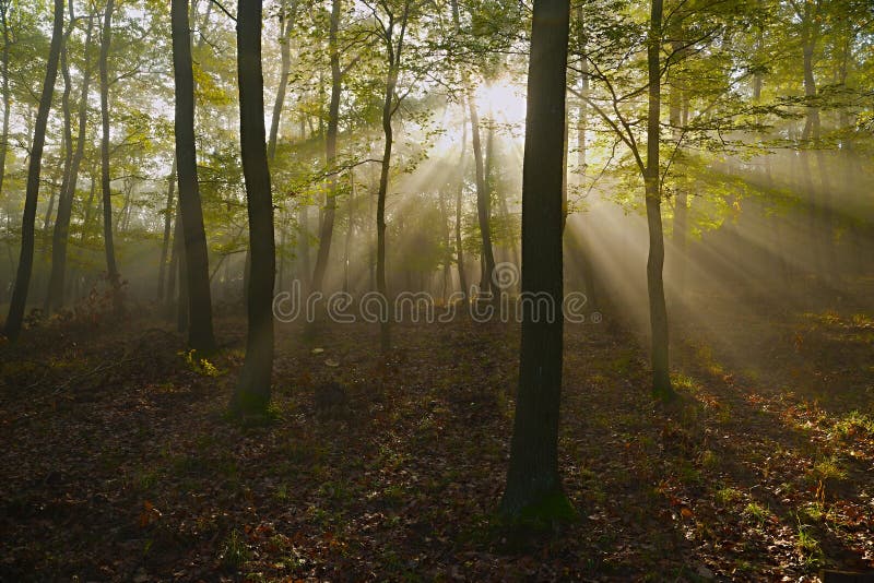 Forest with light rays stock image. Image of lines, light - 71049713