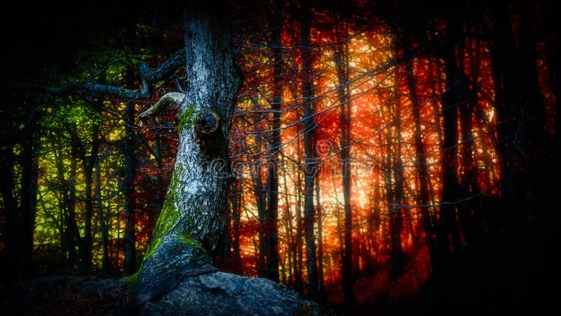 Forest light stock photo. Image of light, green, orange - 62590720