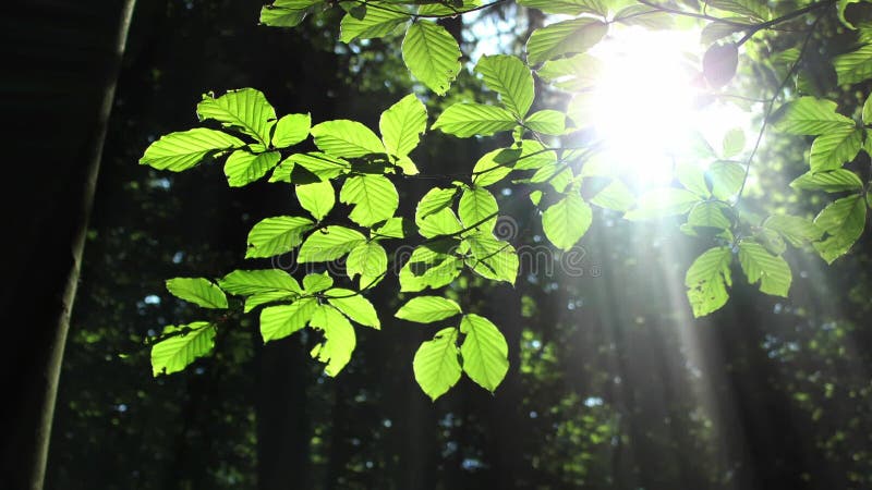 A Forest of Light and Shadow Stock Video - Video of captures, elements ...