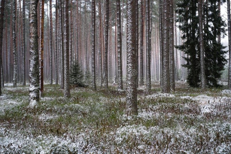 Forest after Light Snowfall Stock Photo - Image of light, snowfall ...