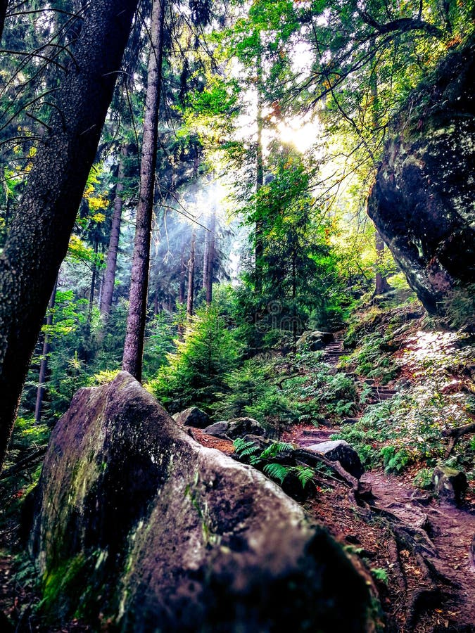 Forest light stock photo. Image of forest, light, sunbeams - 120947102