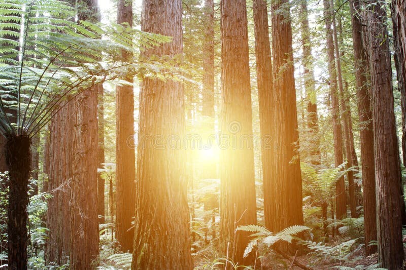 Forest light stock image. Image of large, tree, sunrise - 39609271
