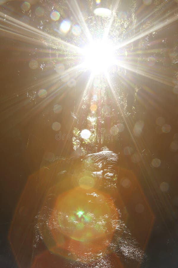 Forest bright light rays stock photo. Image of season - 152062502